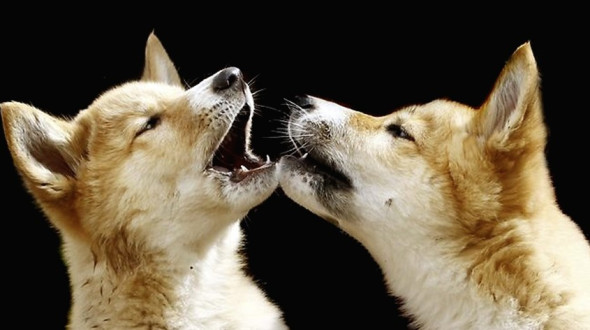 Australian Dingos: Eco-Saviours Or Pests? | Speak Up For The Voiceless ...