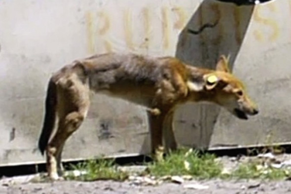 Australian Dingos: Eco-Saviours Or Pests? | Speak Up For The Voiceless ...