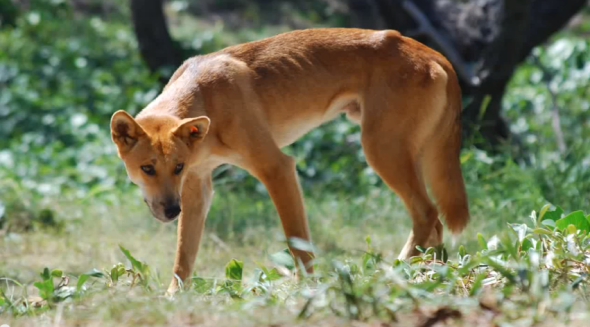 Australian Dingos: Eco-Saviours Or Pests? | Speak Up For The Voiceless ...