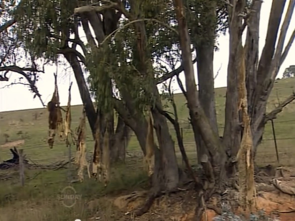 Australian Dingos: Eco-Saviours Or Pests? | Speak Up For The Voiceless ...