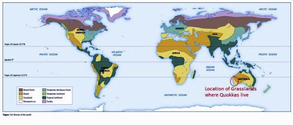 Quokka - “Worlds Happiest Animal” | Speak Up For The Voiceless ...